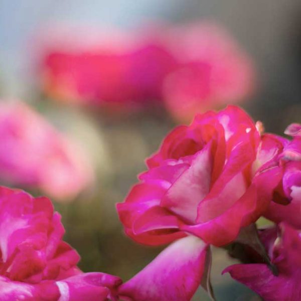 Home | Avant Home and Garden Centre